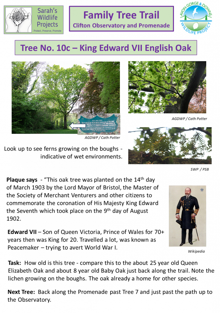 Tree No. 10c - King Edward VII Oak - Sarah's Wildlife Projects