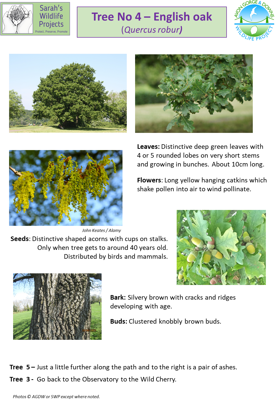 Tree No. 4 - English Oak - Sarah's Wildlife Projects