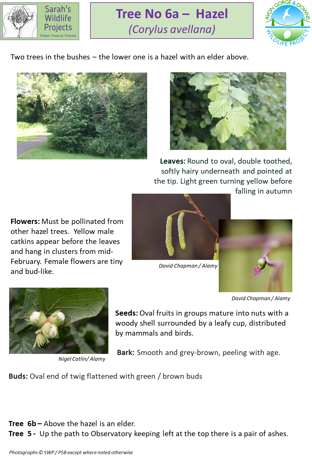 Tree No. 6a - Hazel - Sarah's Wildlife Projects