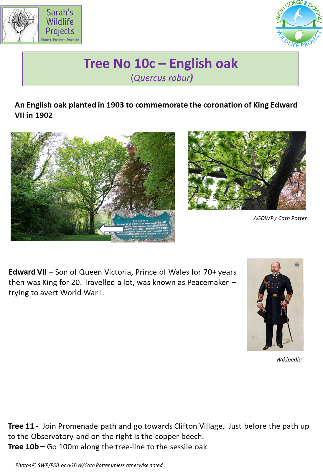 Tree No. 10c - King Edward VII Oak - Sarah's Wildlife Projects